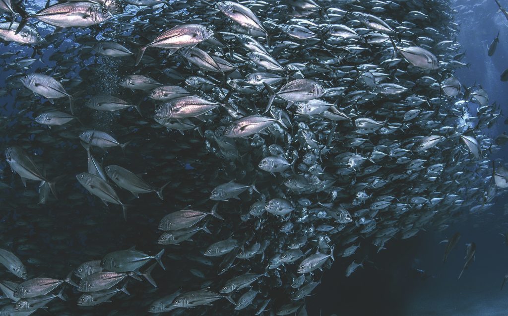 Mission & Vision – TSP Marine Industry